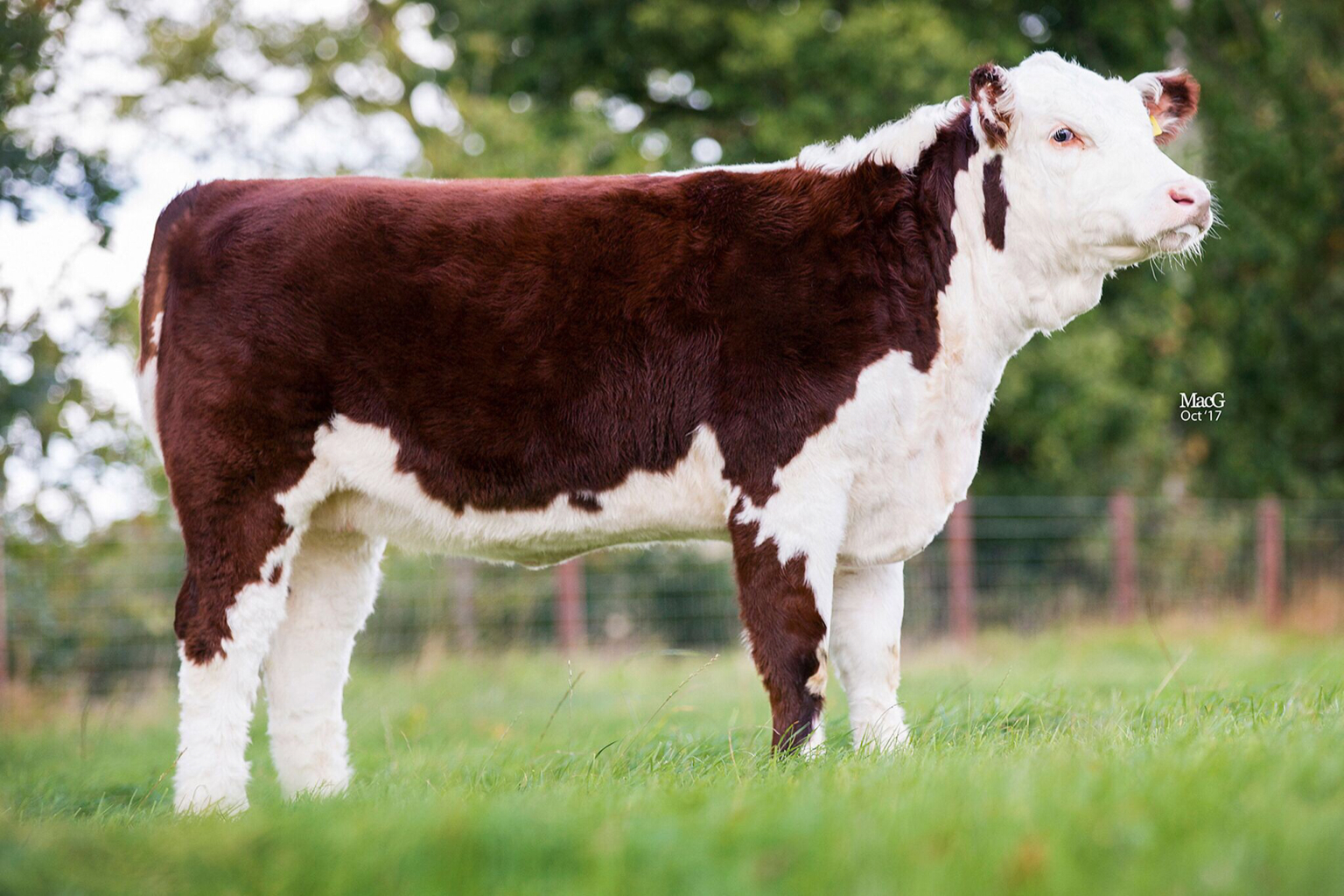 Pedigree Hereford Heifer for sale | The Farming Forum
