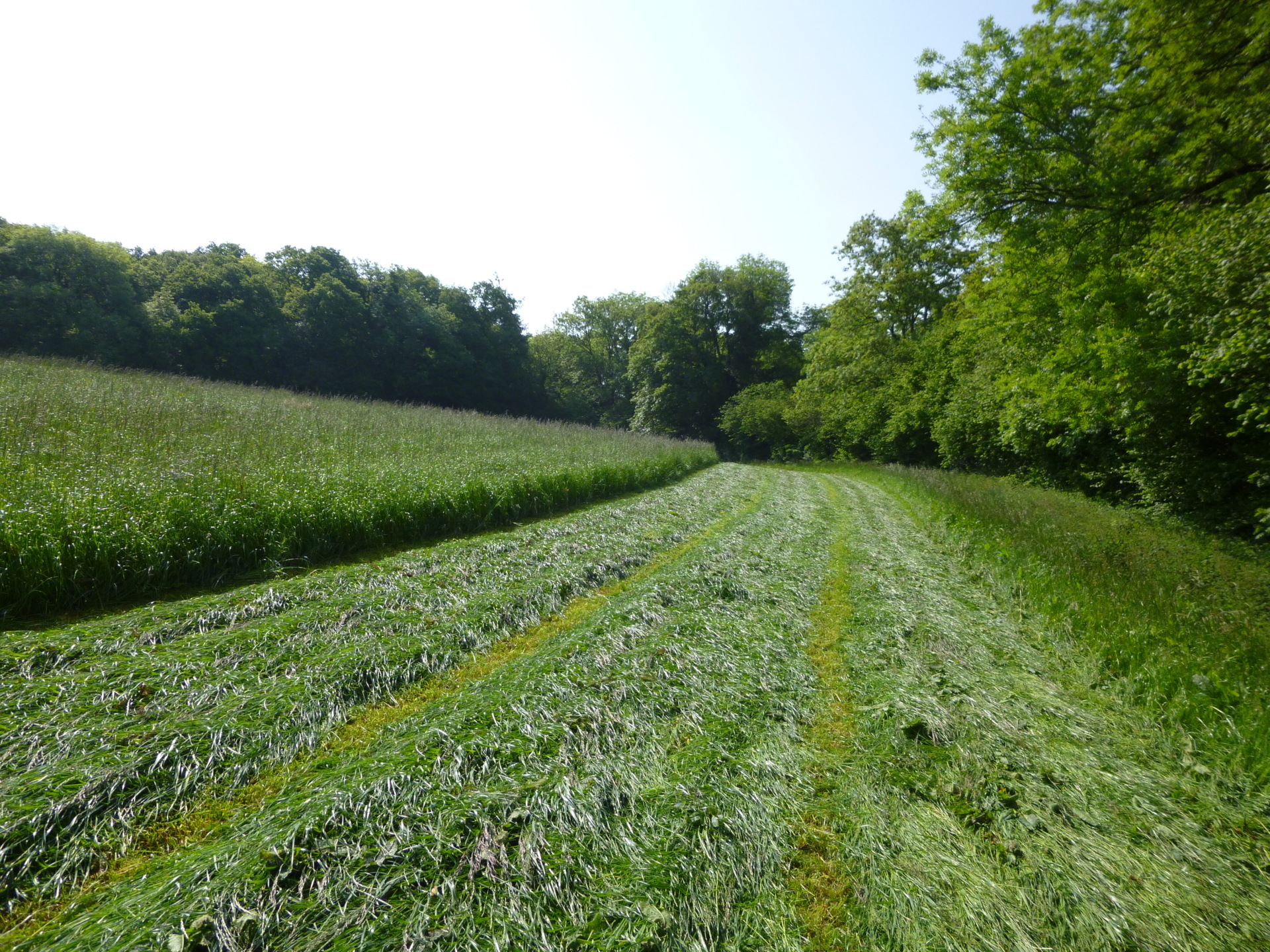Festulolium | Page 2 | The Farming Forum