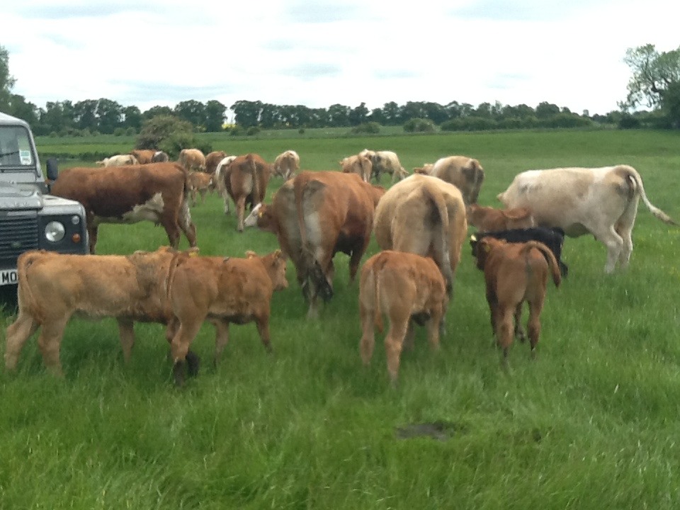 Livestock pictures | Page 12 | The Farming Forum