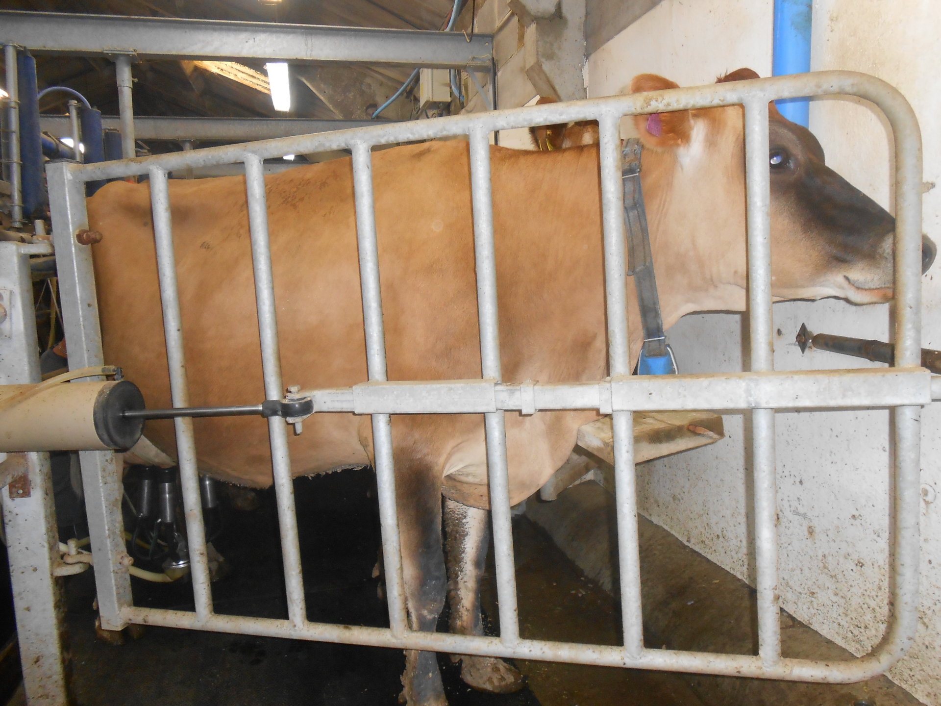 Parlour head rail/ brisket rail | The Farming Forum