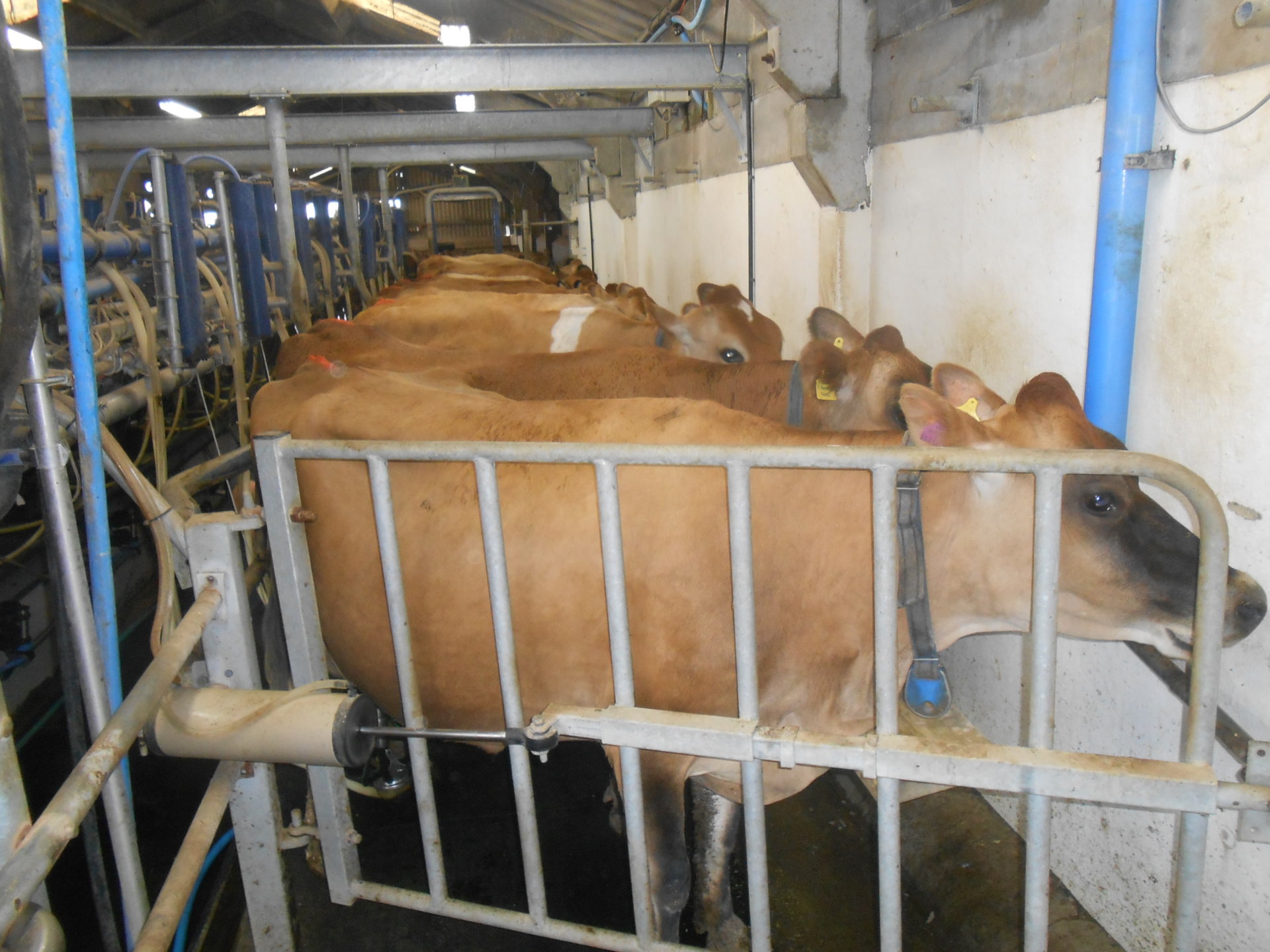 Parlour head rail/ brisket rail | The Farming Forum