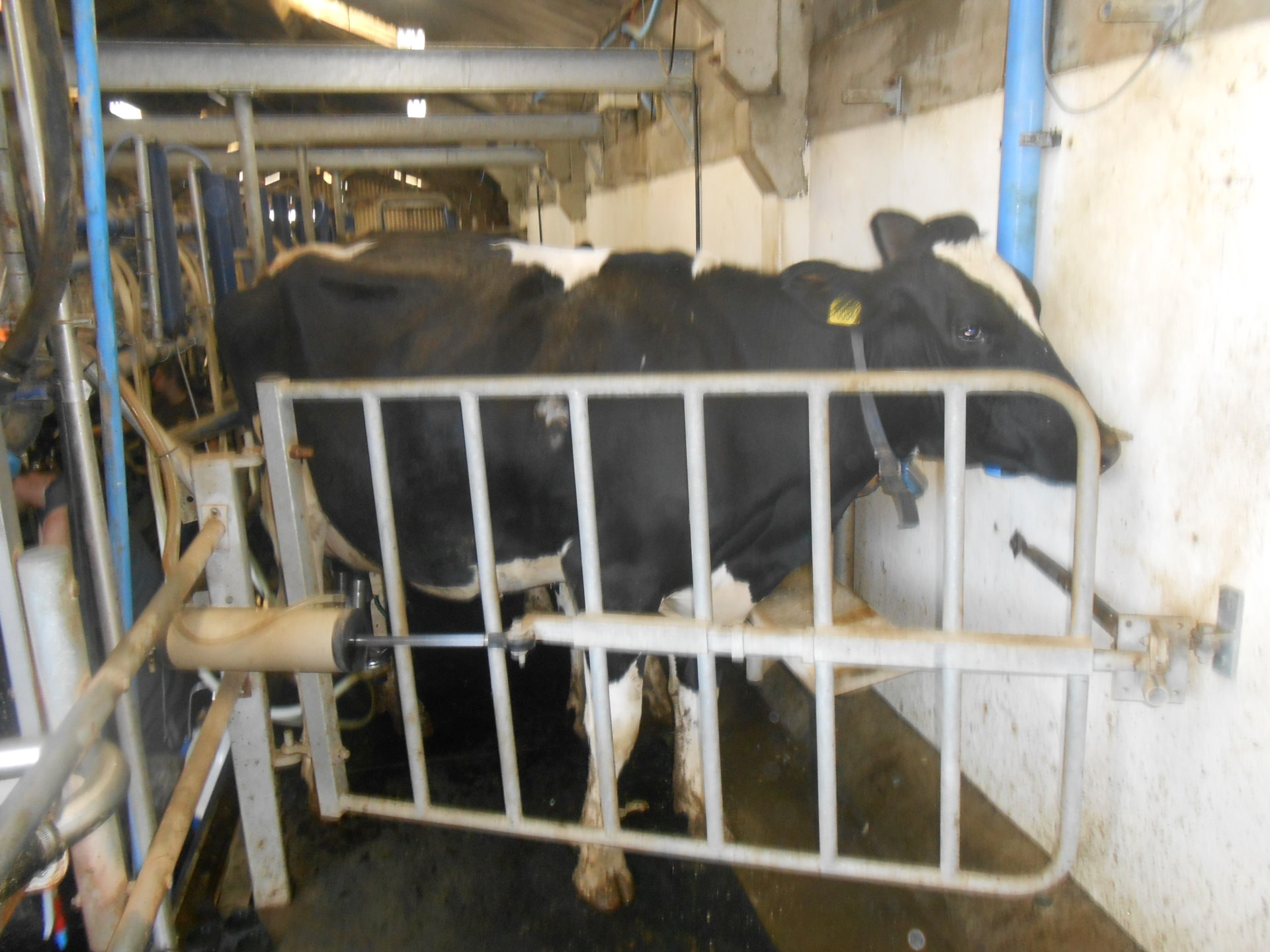 Parlour head rail/ brisket rail | The Farming Forum