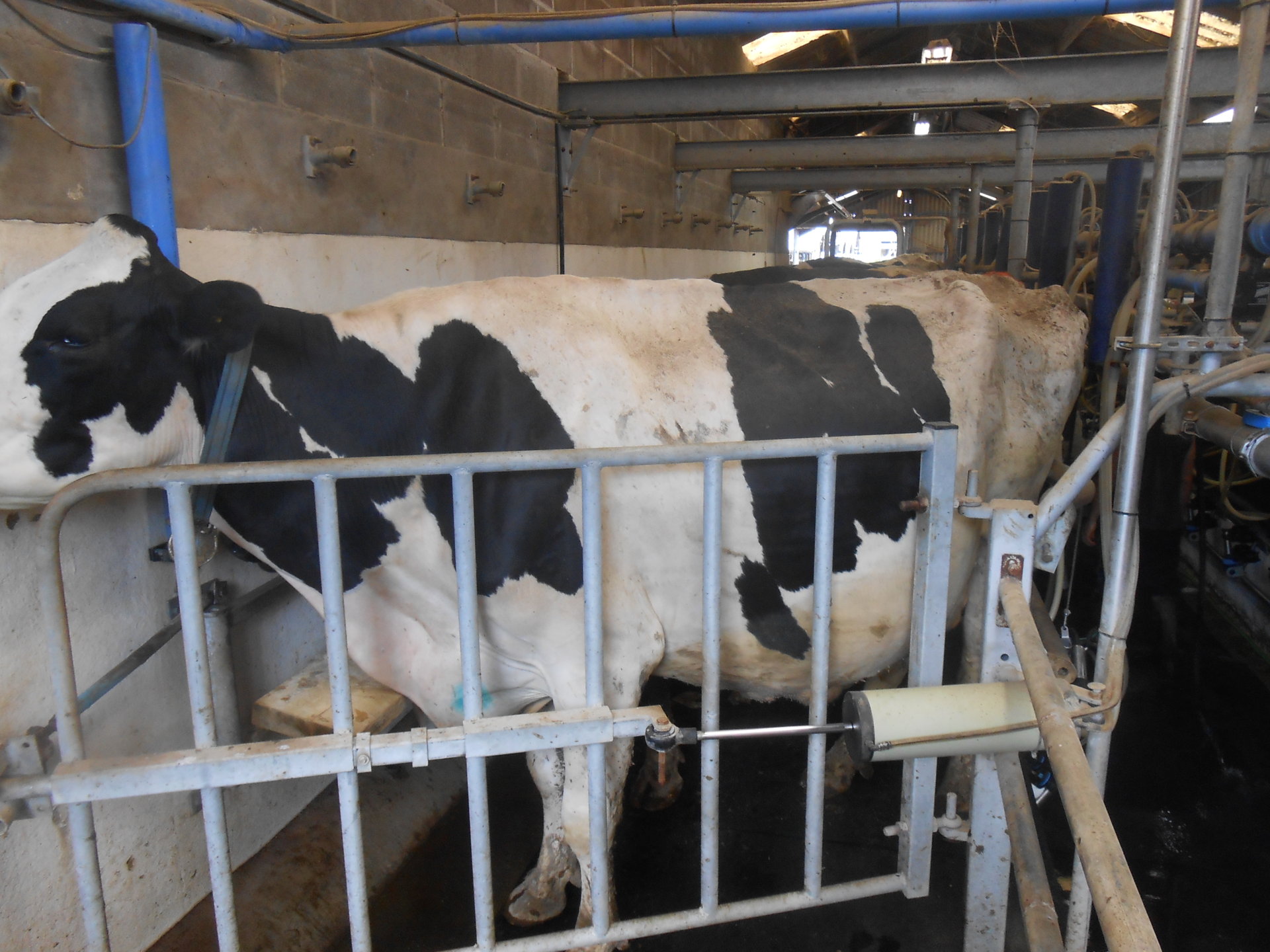 Parlour head rail/ brisket rail | The Farming Forum