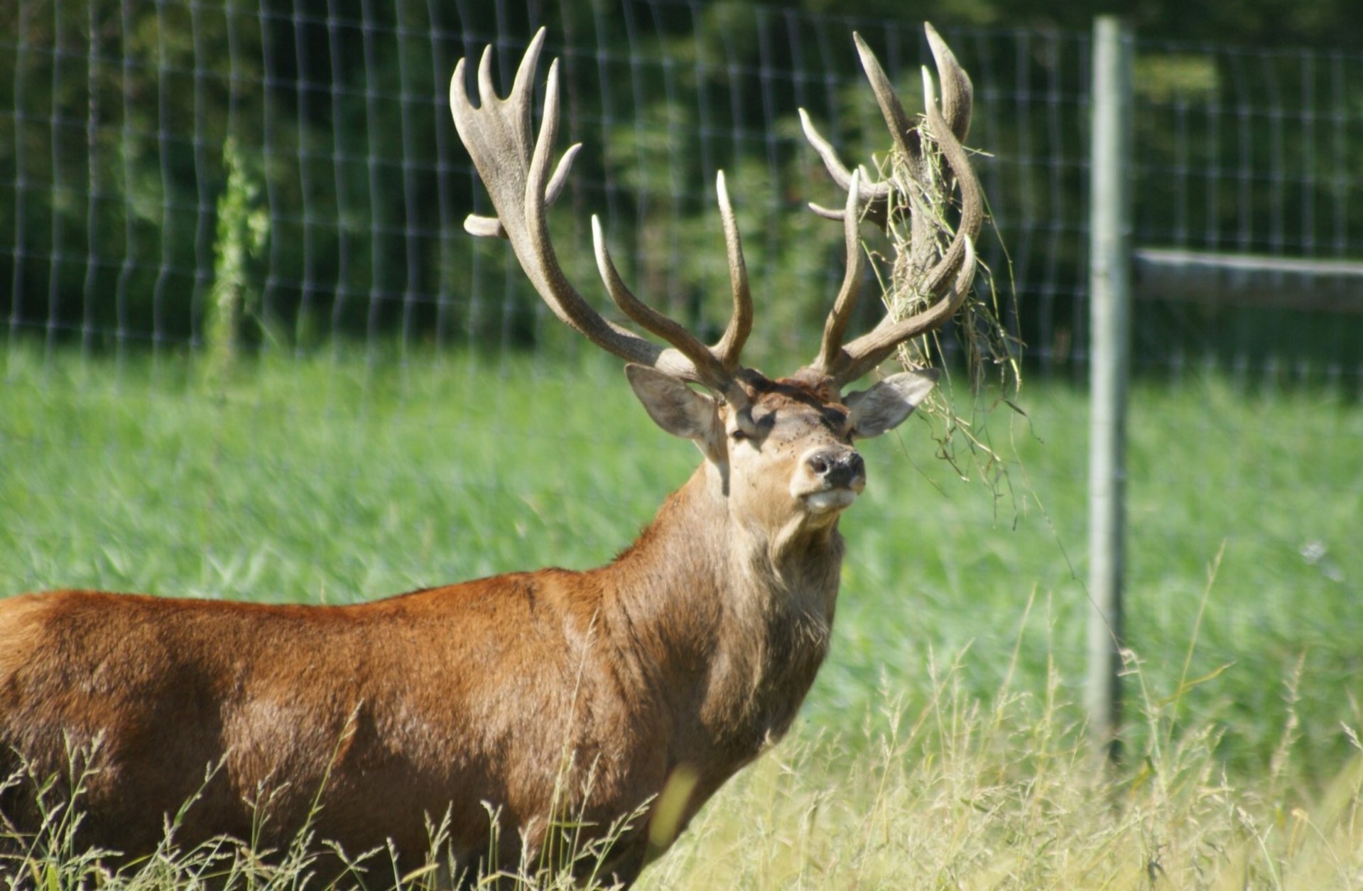 Domesticate the Red Deer | The Farming Forum