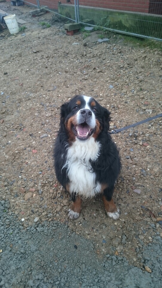 The Farm Dog | Page 82 | The Farming Forum