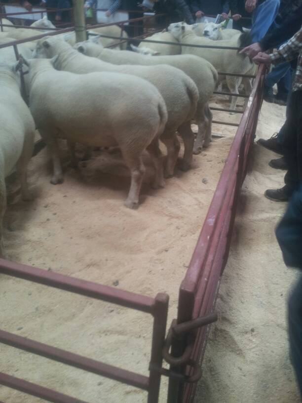 Logie Durno sale | The Farming Forum