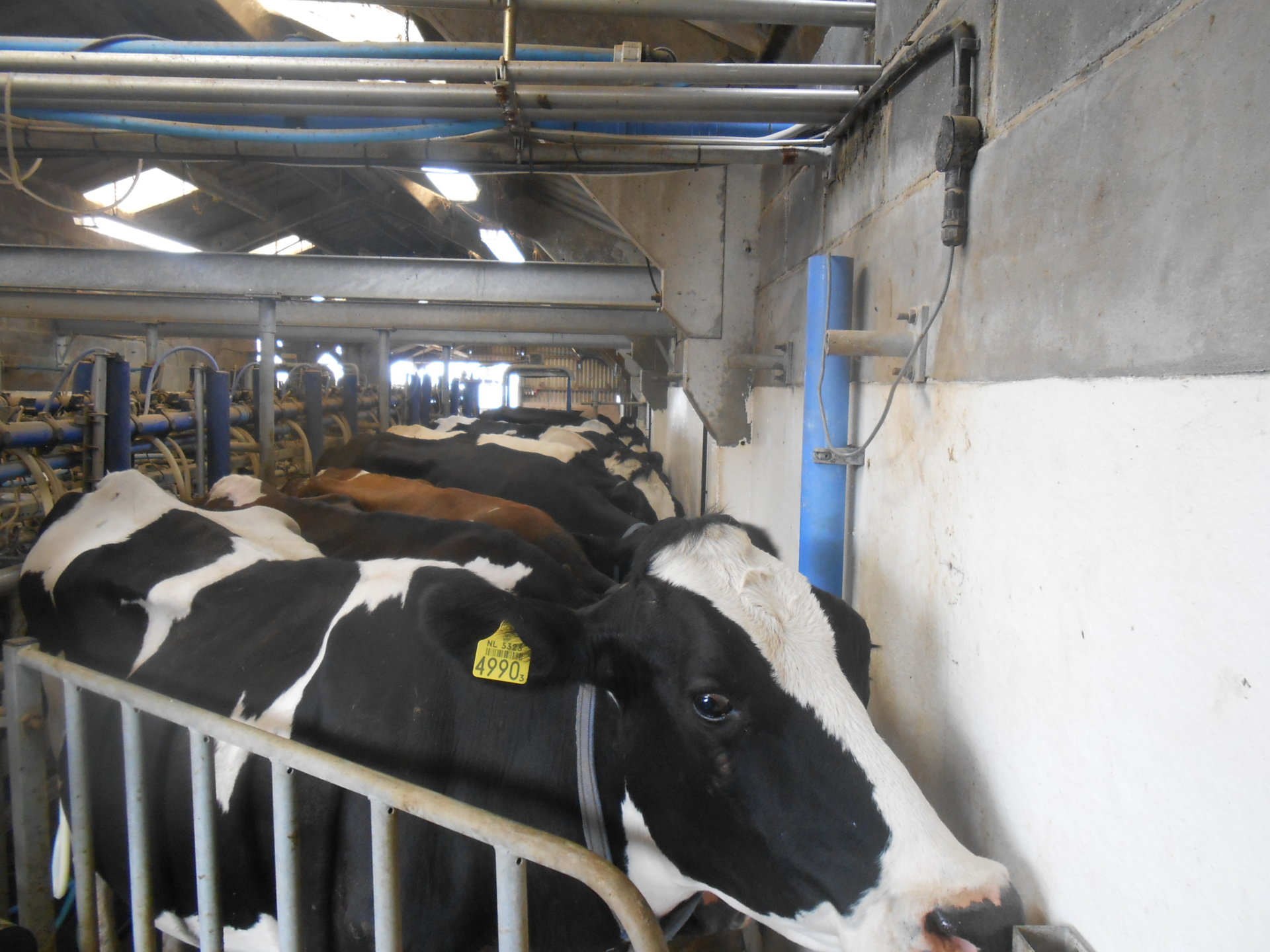 Parlour head rail/ brisket rail | The Farming Forum