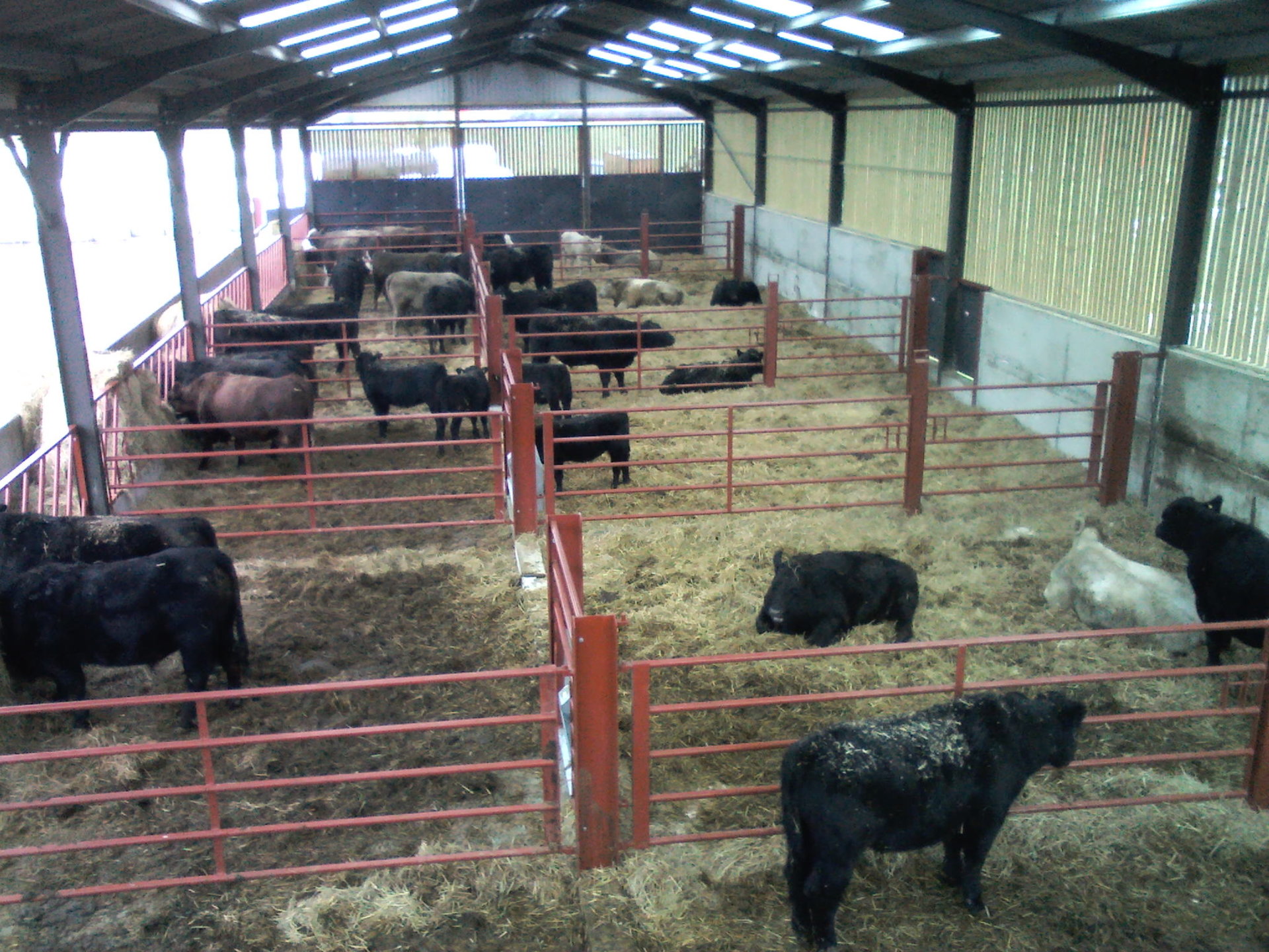 Beef building - green field site | The Farming Forum