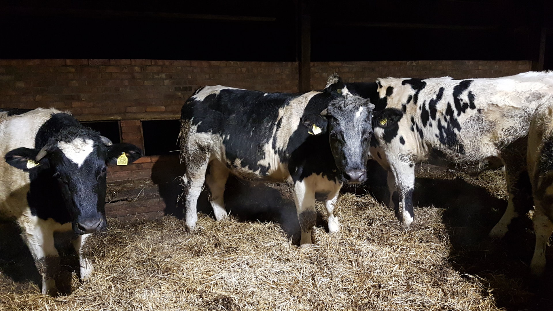 Beef cattle fattening&finishing | Page 2 | The Farming Forum
