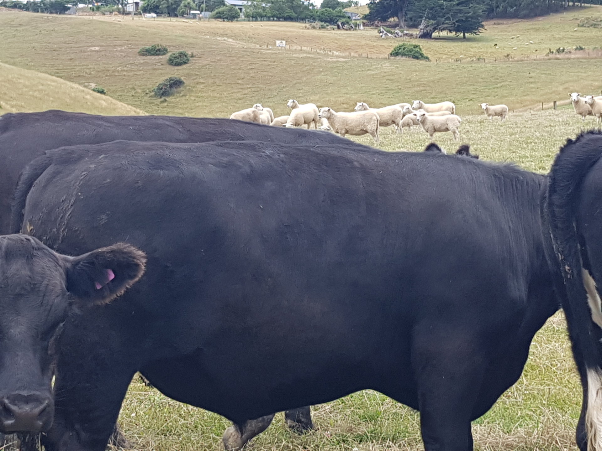 Beef cattle fattening&finishing | Page 4 | The Farming Forum