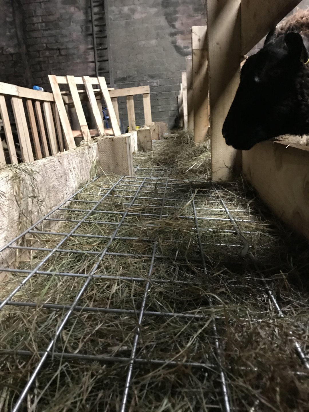sheep slats | Page 4 | The Farming Forum