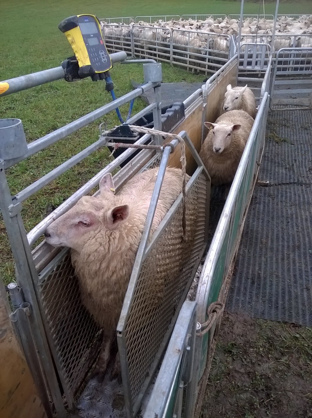 Another sheep clamp thread | The Farming Forum