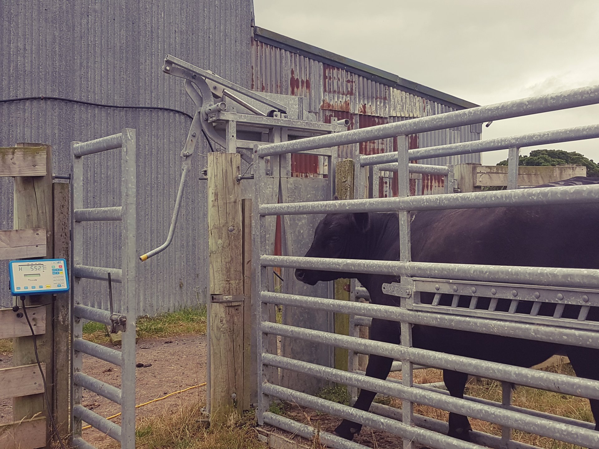 Beef cattle fattening&finishing | Page 11 | The Farming Forum