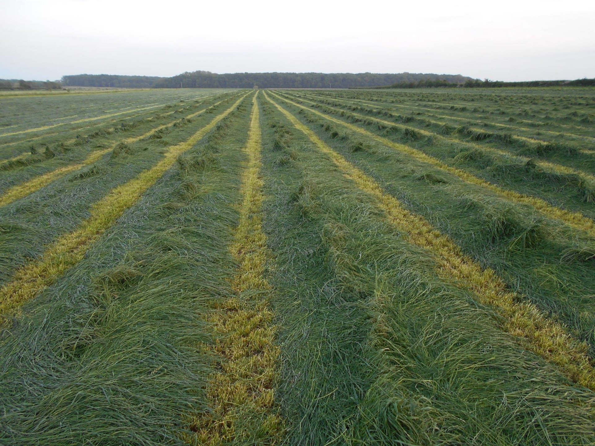 Hay Haylage And Blackgrass The Farming Forum