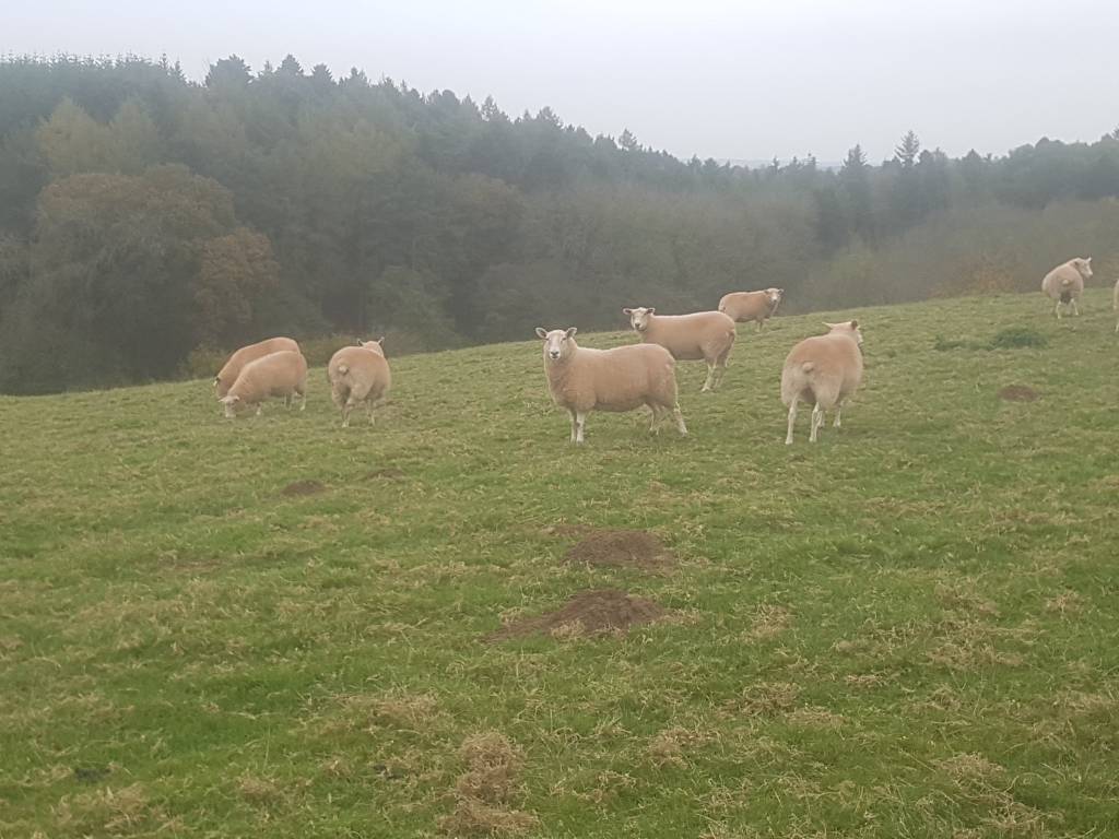 Pentre Farm | Page 3 | The Farming Forum