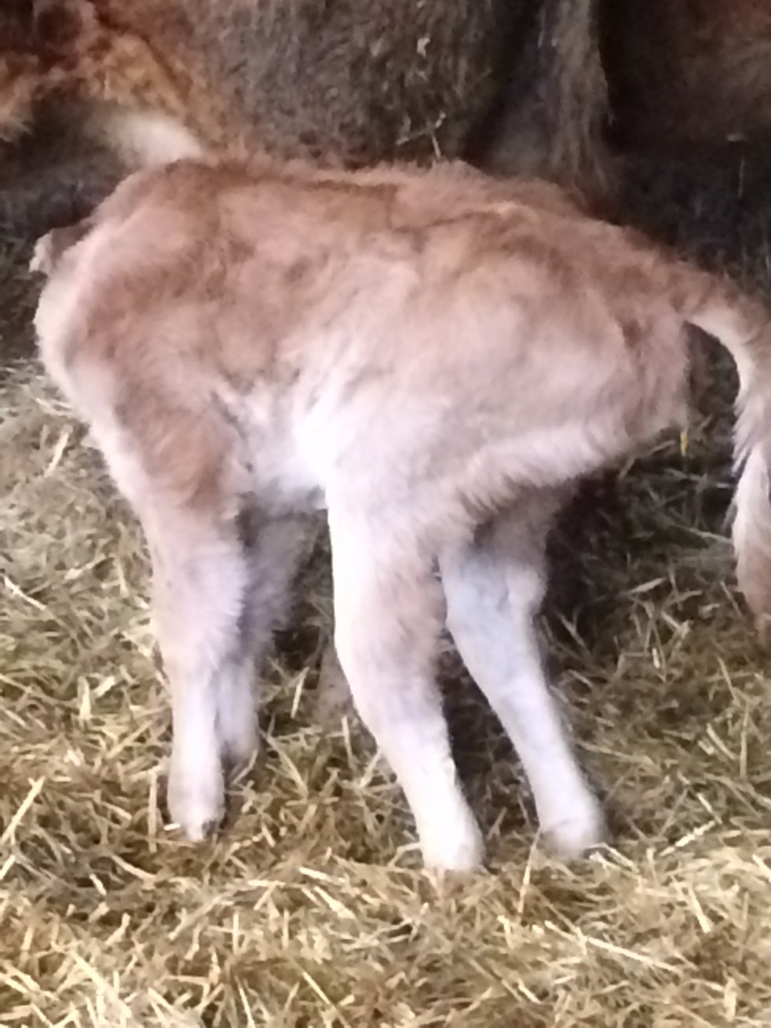 Calf with weak ligaments. | The Farming Forum