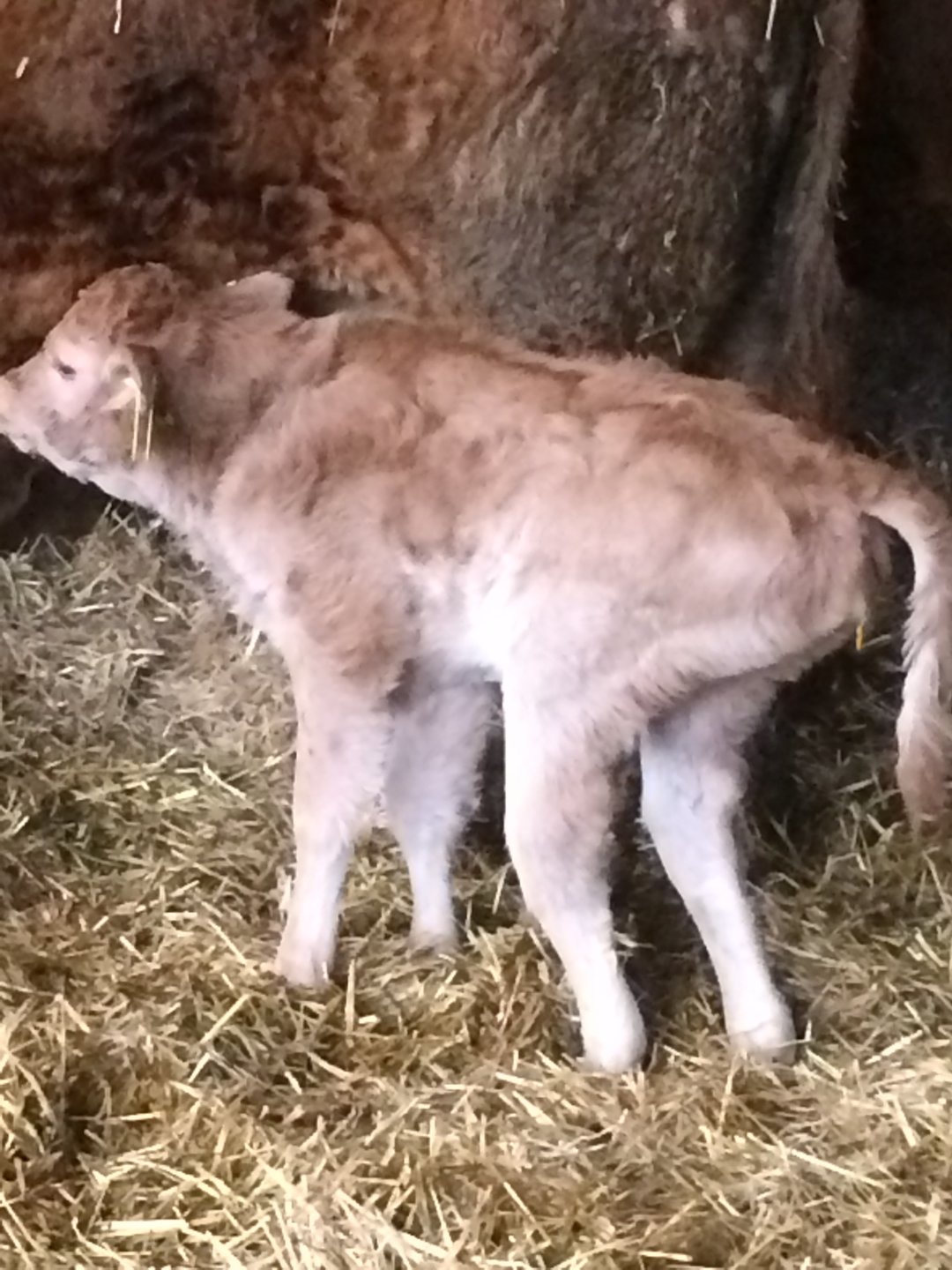 Calf with weak ligaments. | The Farming Forum