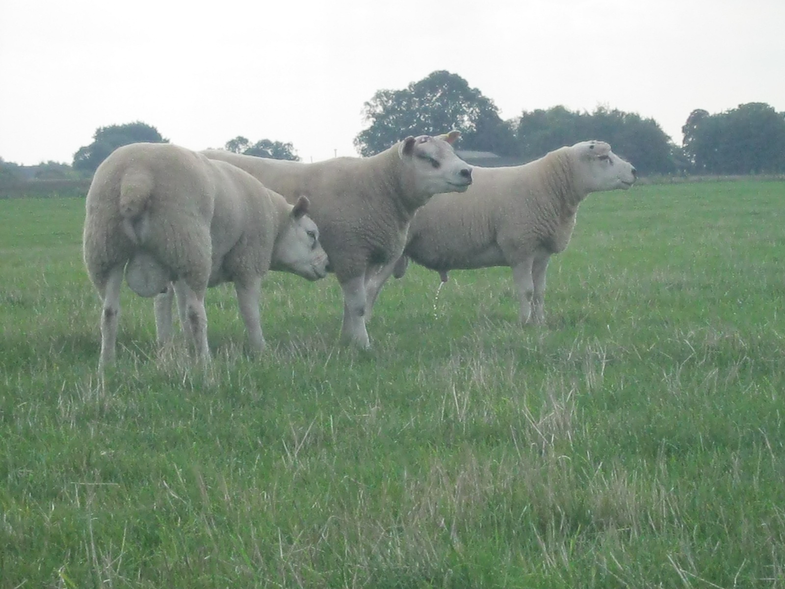 Pedigree Texel Shearling Rams | The Farming Forum