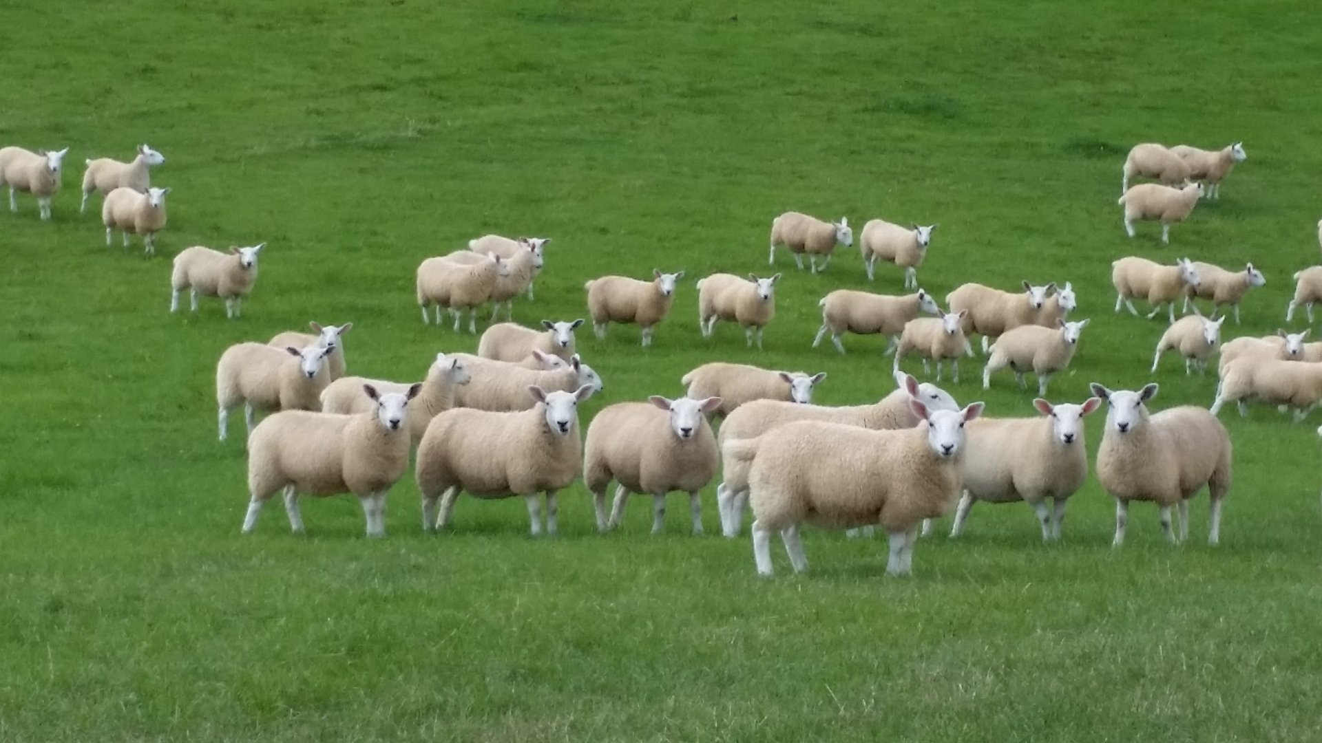 North Country Cheviot x Aberfield Ewe Lambs For Sale | The Farming Forum