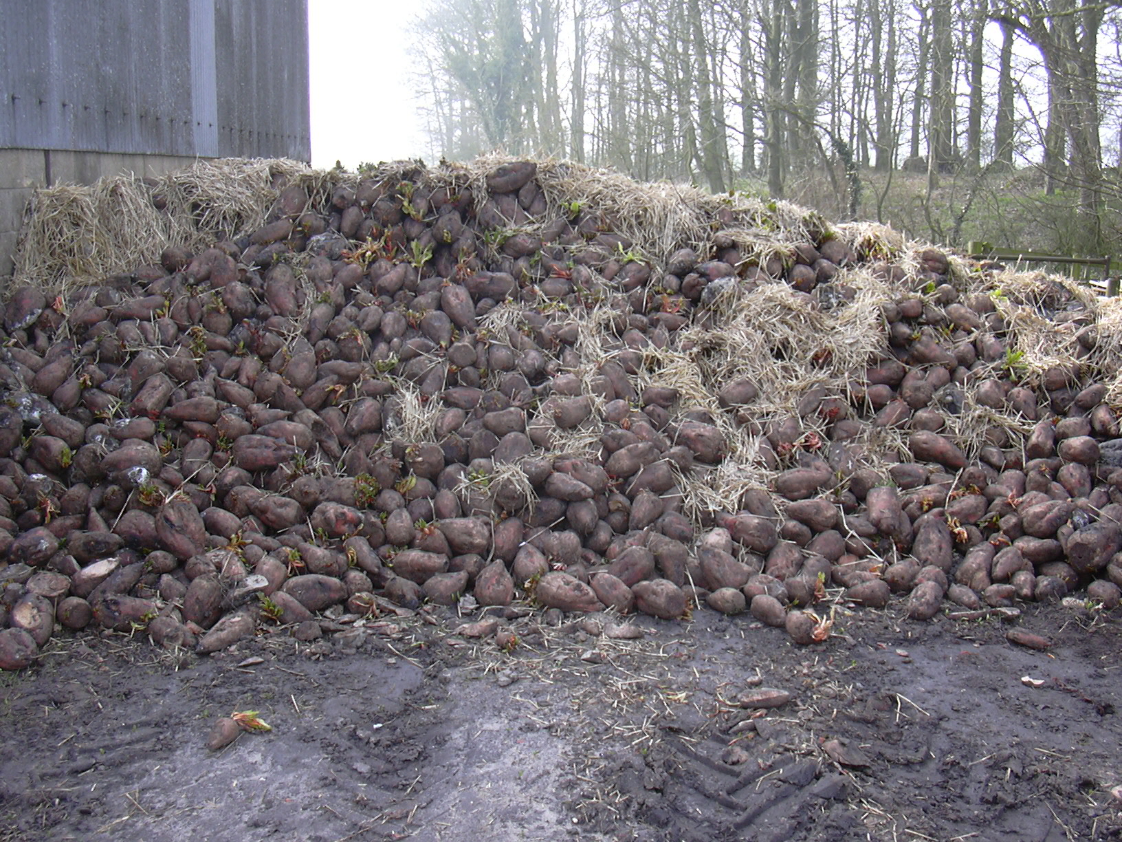 Fodder Beet | The Farming Forum