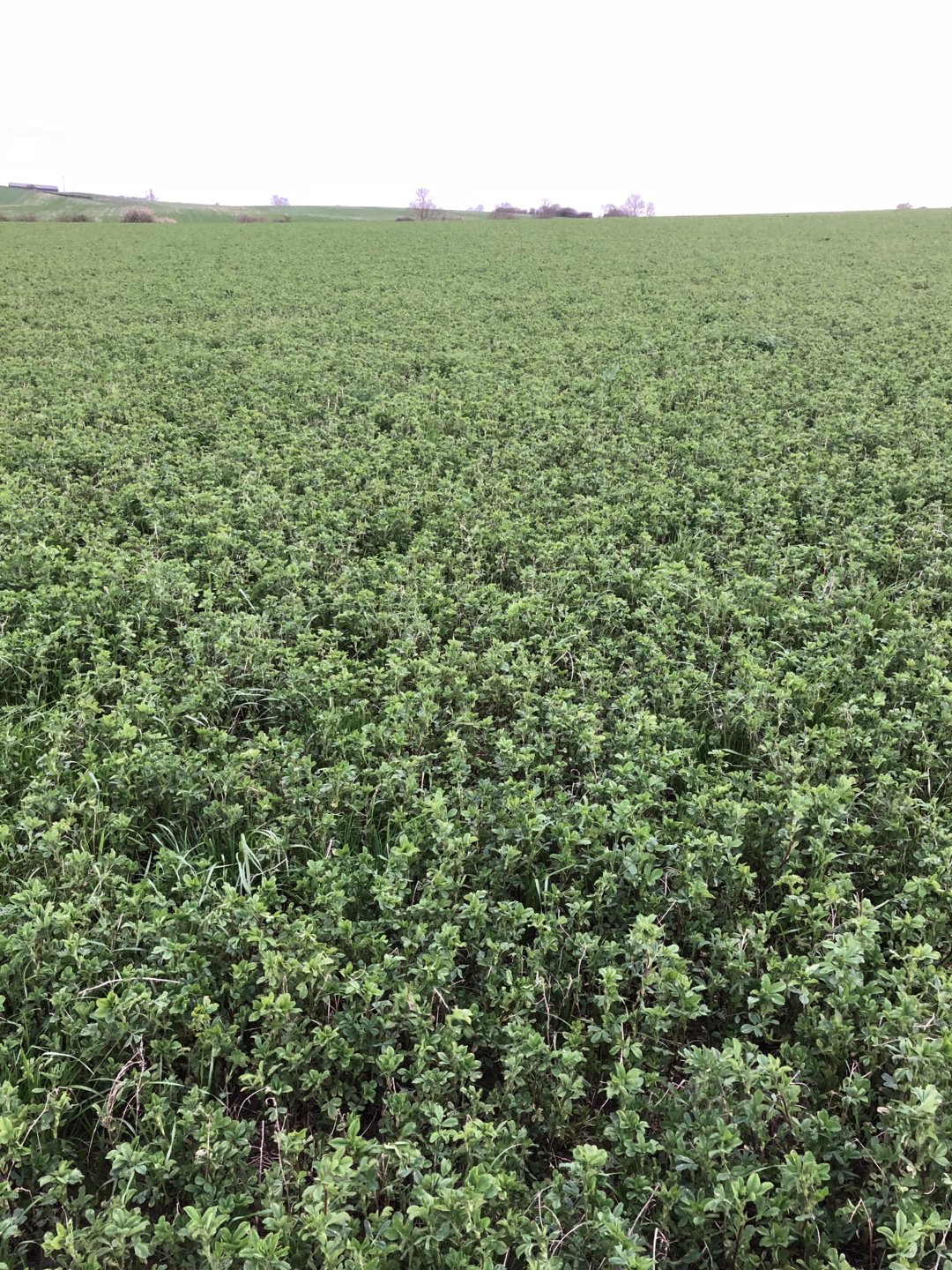 Lucerne | Page 2 | The Farming Forum