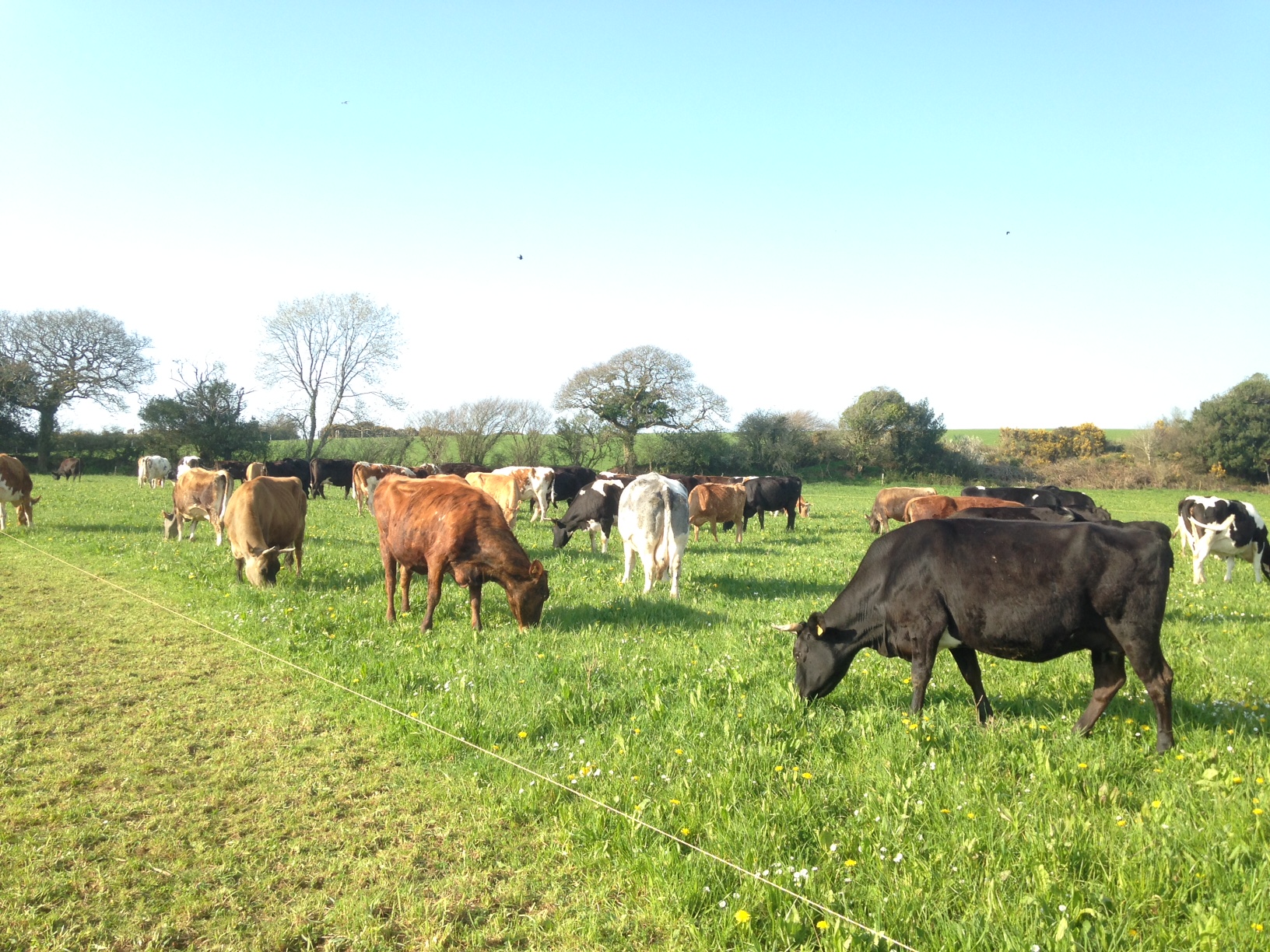 "Improving Our Lot" - Planned Holistic Grazing, for starters.. | Page 2 | The Farming Forum