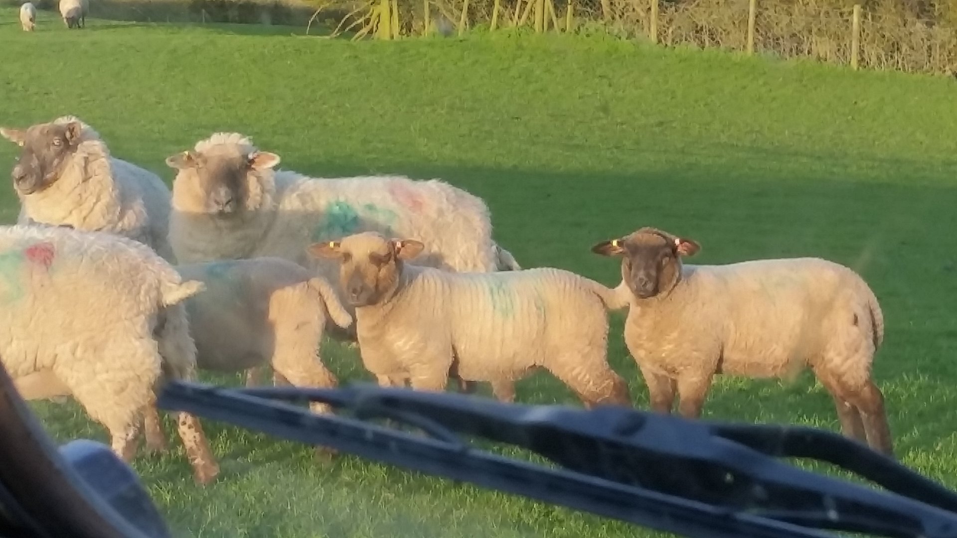 Lamb pics | The Farming Forum
