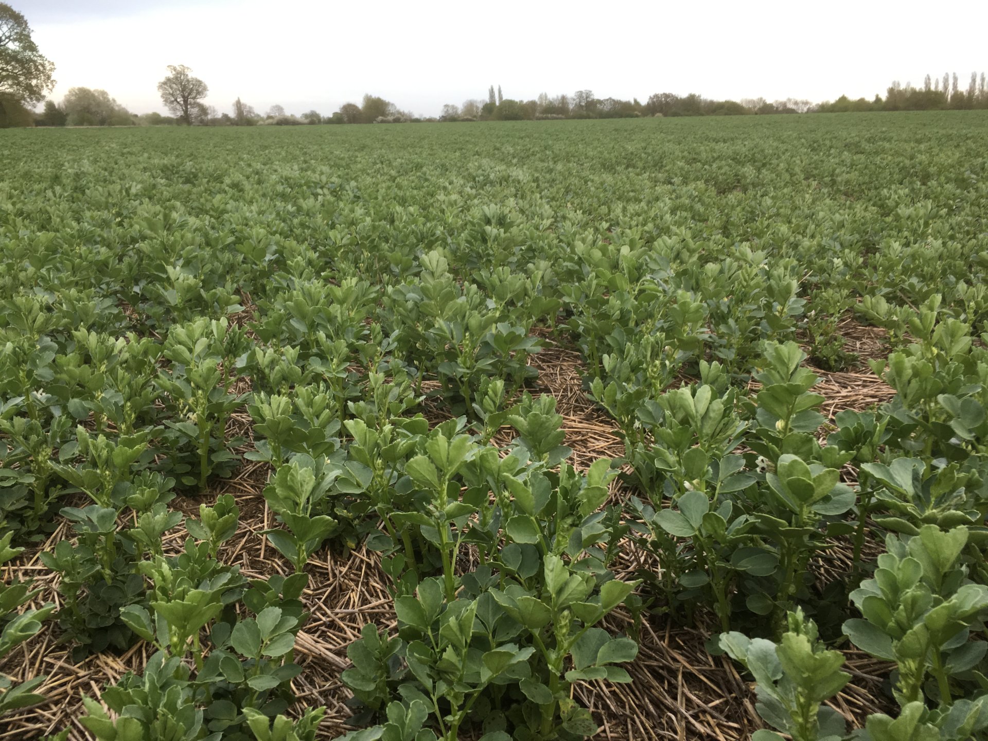 Winter beans | Page 2 | The Farming Forum