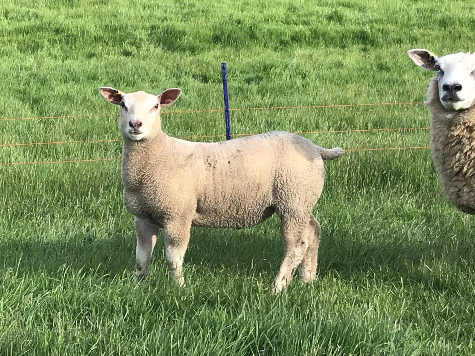 Beef / Lamb & Pig Price Tracker | Page 944 | The Farming Forum