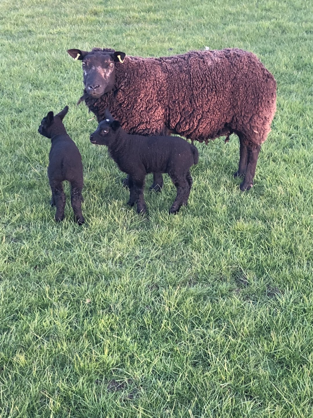 Blue texels | Page 2 | The Farming Forum