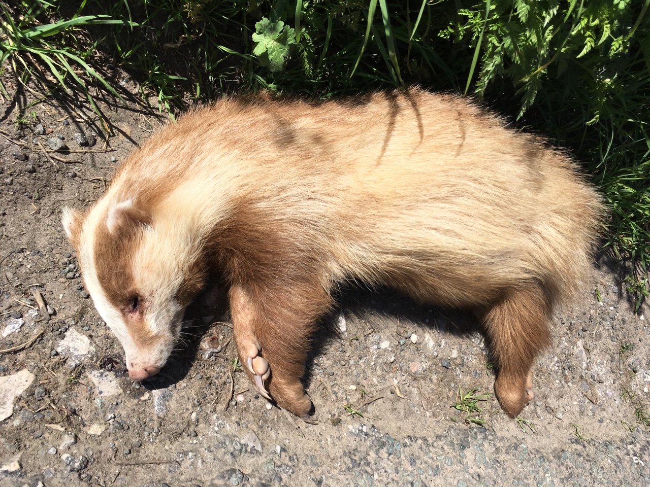Ginger badgers | The Farming Forum