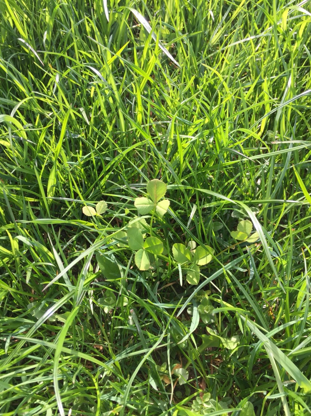 Balansa clover | Page 20 | The Farming Forum