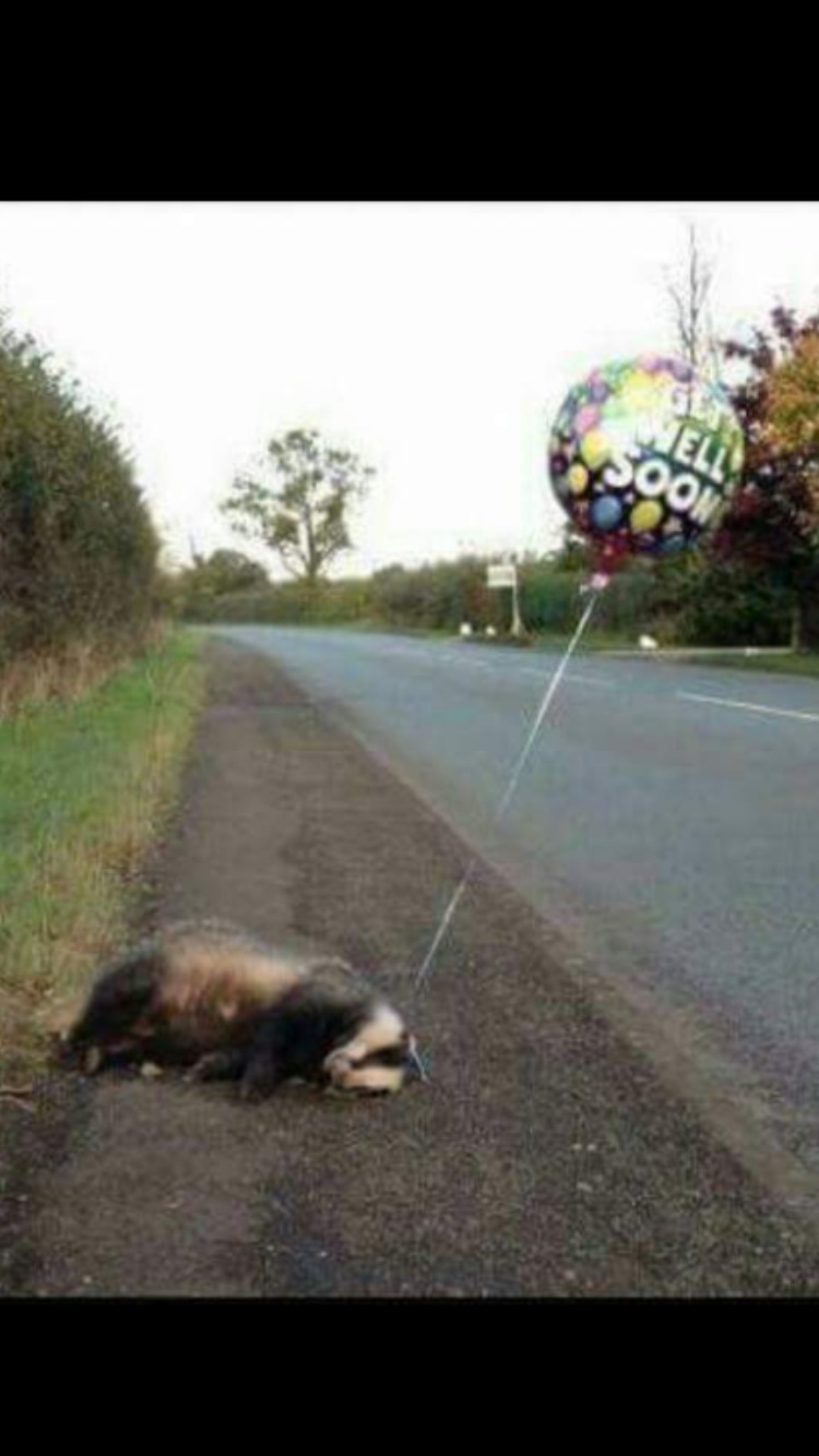 Ginger badgers | The Farming Forum