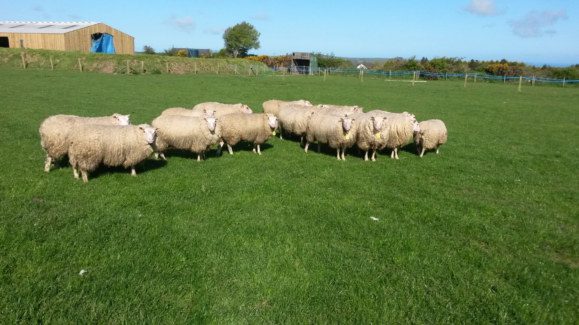 Charmoise Rams | The Farming Forum
