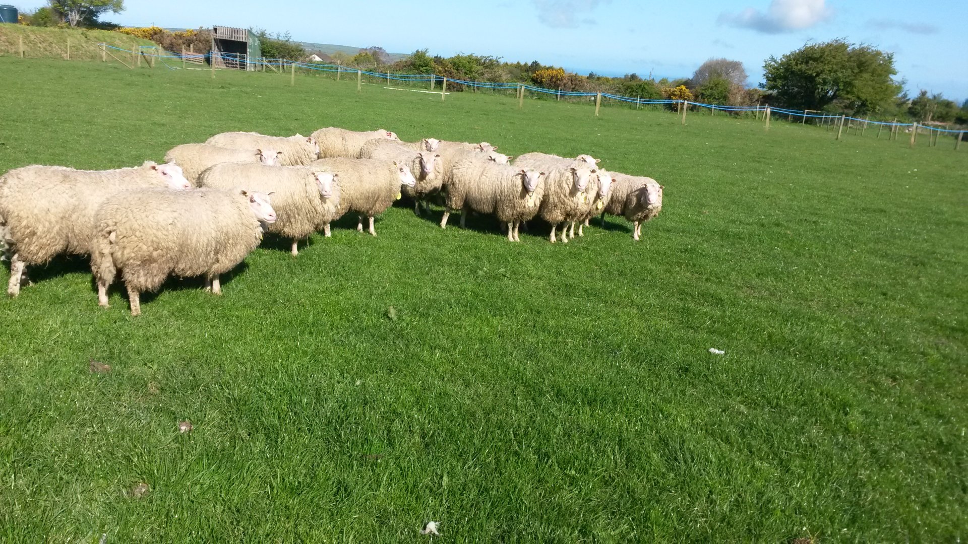 Charmoise Rams | The Farming Forum