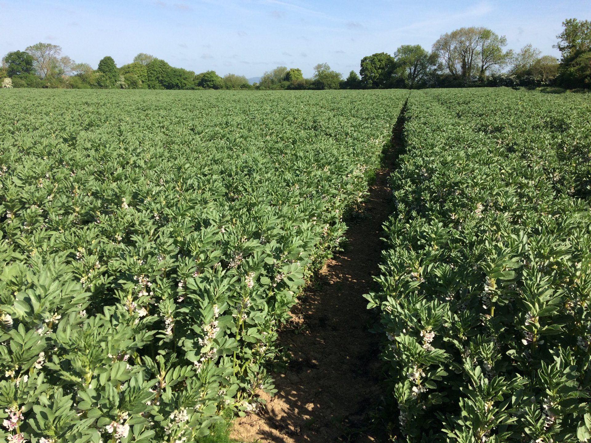 Winter beans | Page 5 | The Farming Forum