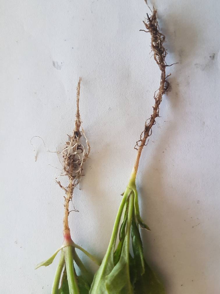 Beet cyst nematode | The Farming Forum