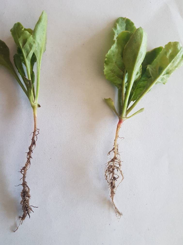 Beet cyst nematode | The Farming Forum
