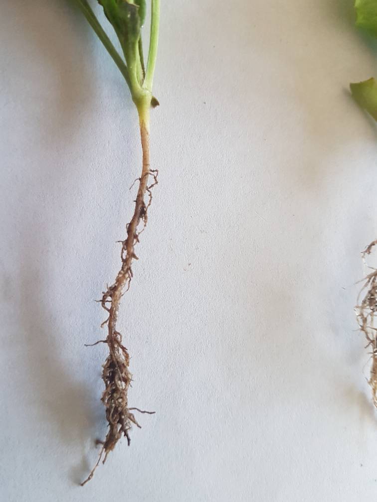 Beet cyst nematode | The Farming Forum