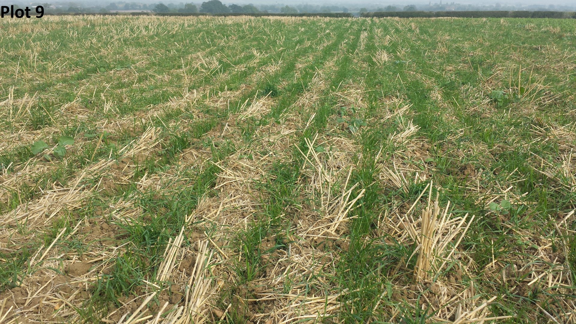 Cover Crop Trials – Worcestershire | The Farming Forum