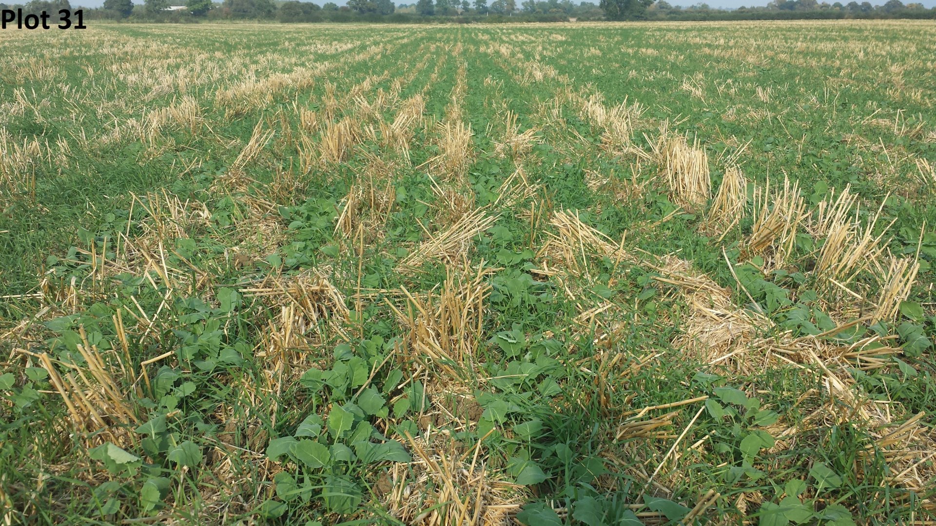 Cover Crop Trials – Worcestershire | The Farming Forum