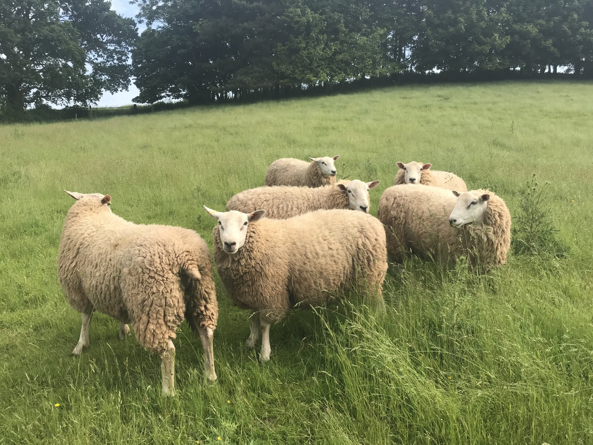 Ewes loosing wool. | Page 2 | The Farming Forum