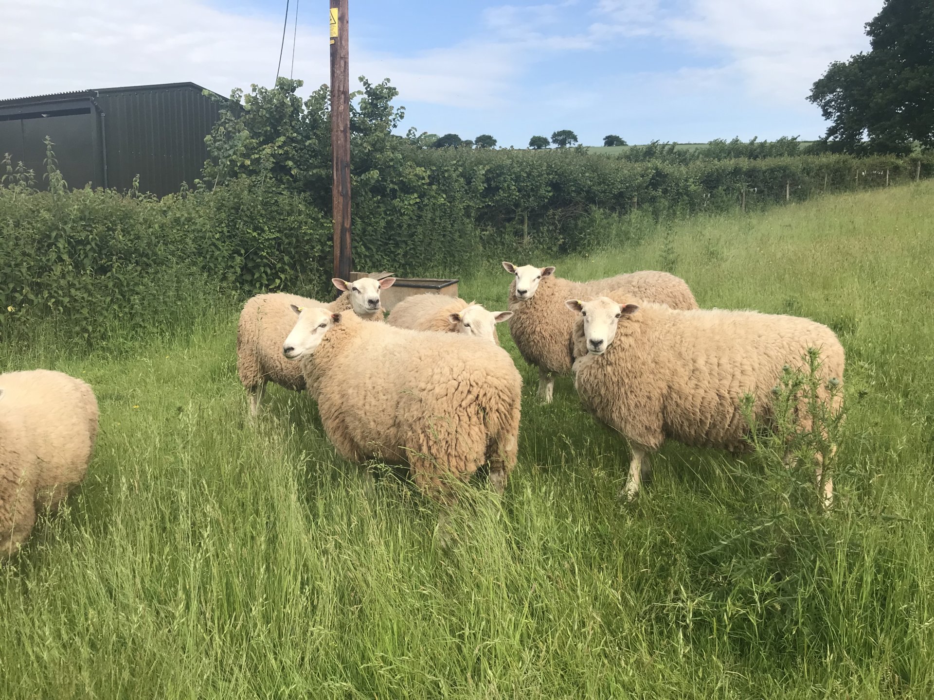 Ewes loosing wool. | Page 2 | The Farming Forum