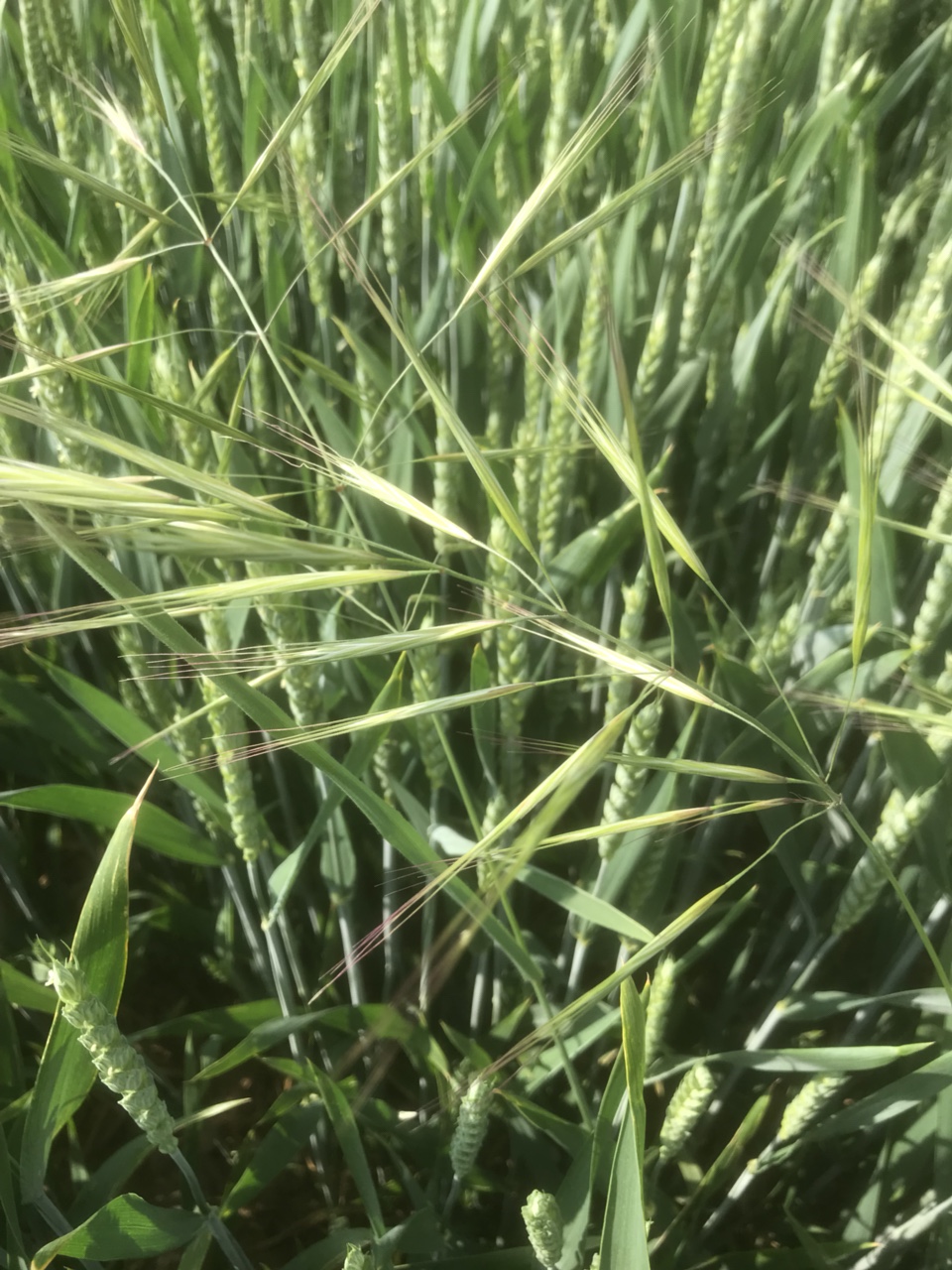 Sterile brome | The Farming Forum
