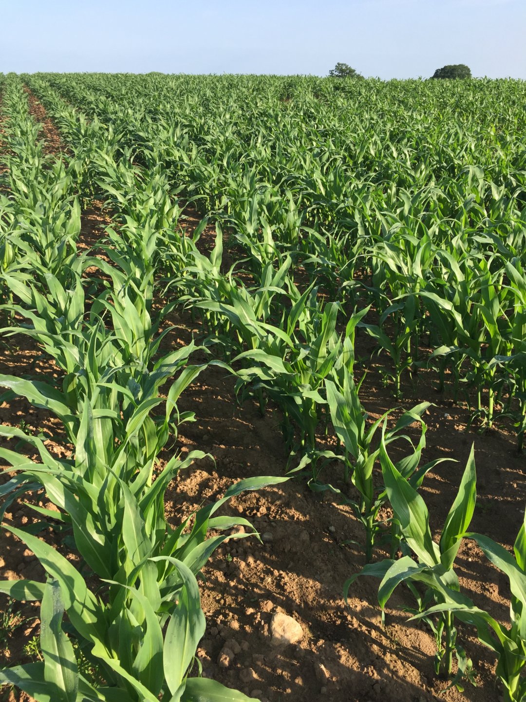 Spring crops really struggling | Page 12 | The Farming Forum