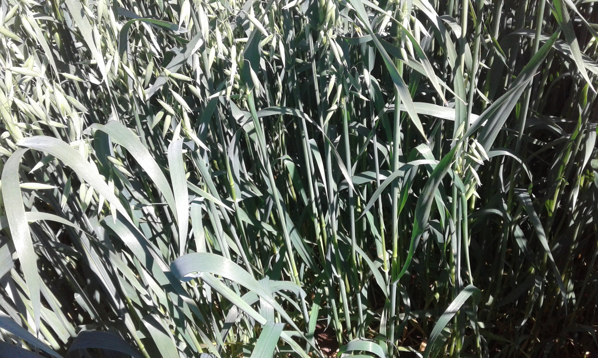 Scorching spring oats | The Farming Forum
