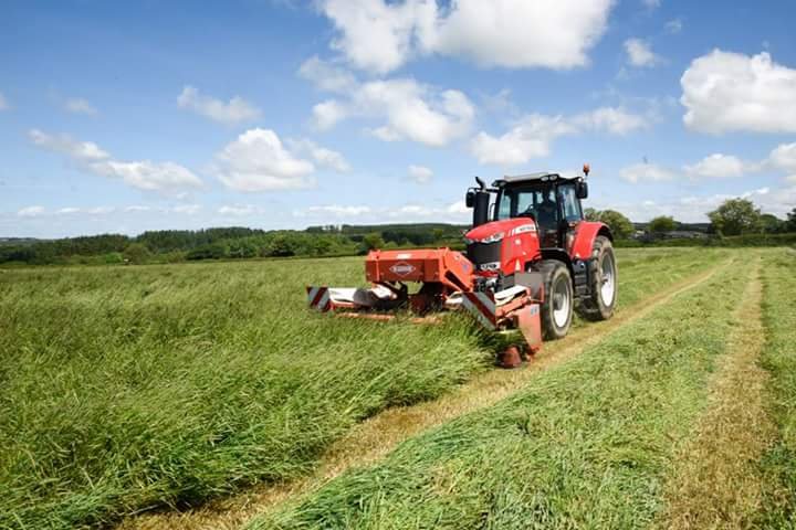 Growing Timothy hay for horses | The Farming Forum