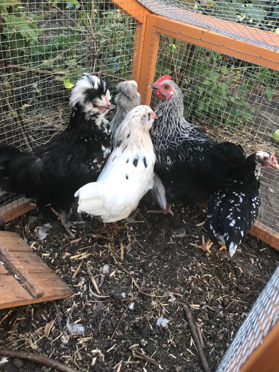 What breed are these chickens? | The Farming Forum
