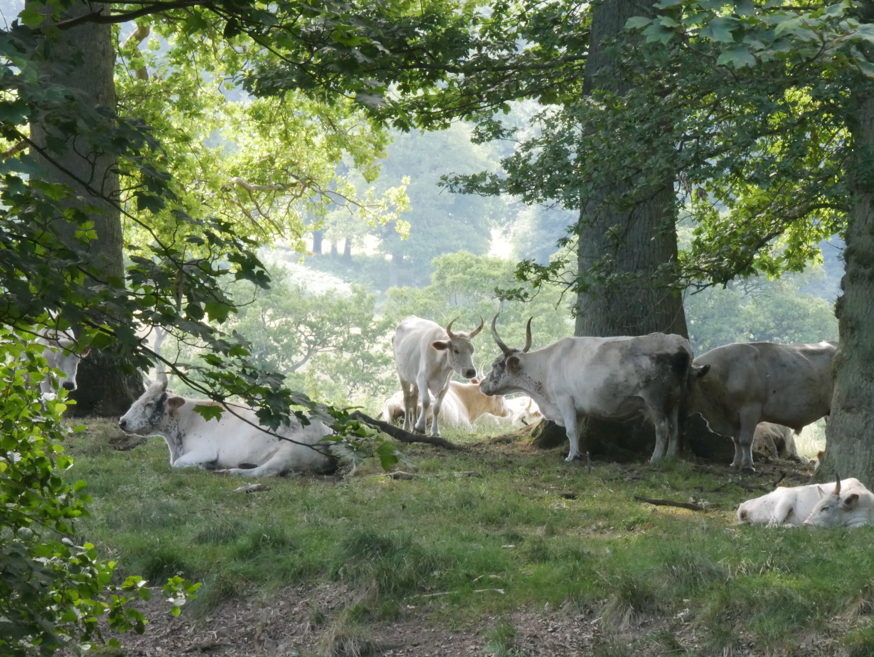 Native breeds photographs | Page 67 | The Farming Forum