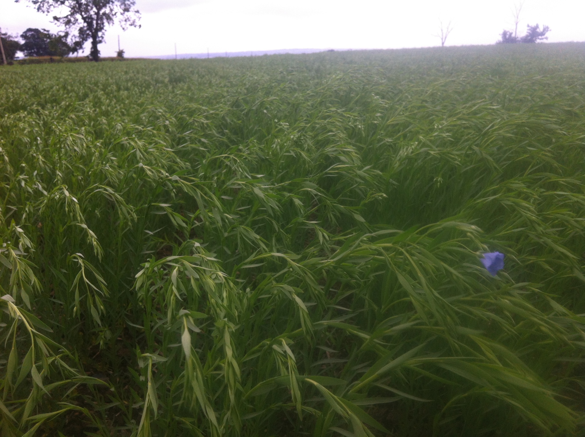 Spring Linseed | Page 2 | The Farming Forum